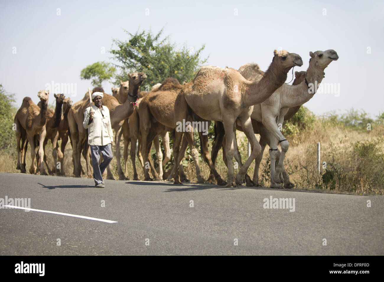 Camel going on road hi-res stock photography and images - Alamy