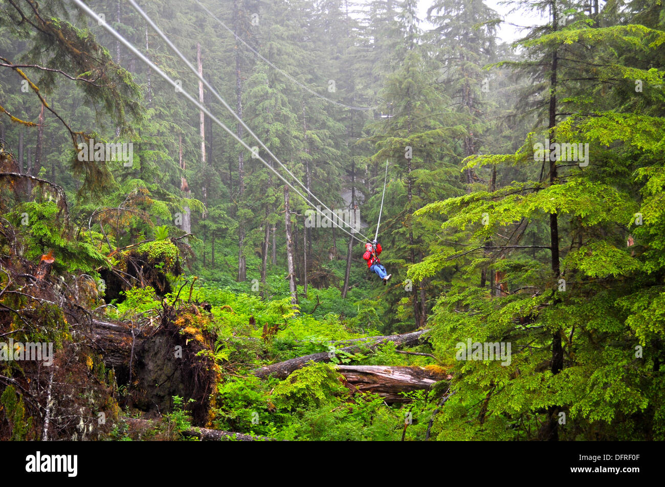 Ziplining in the forest of Ketchikan, Alaska Stock Photo - Alamy