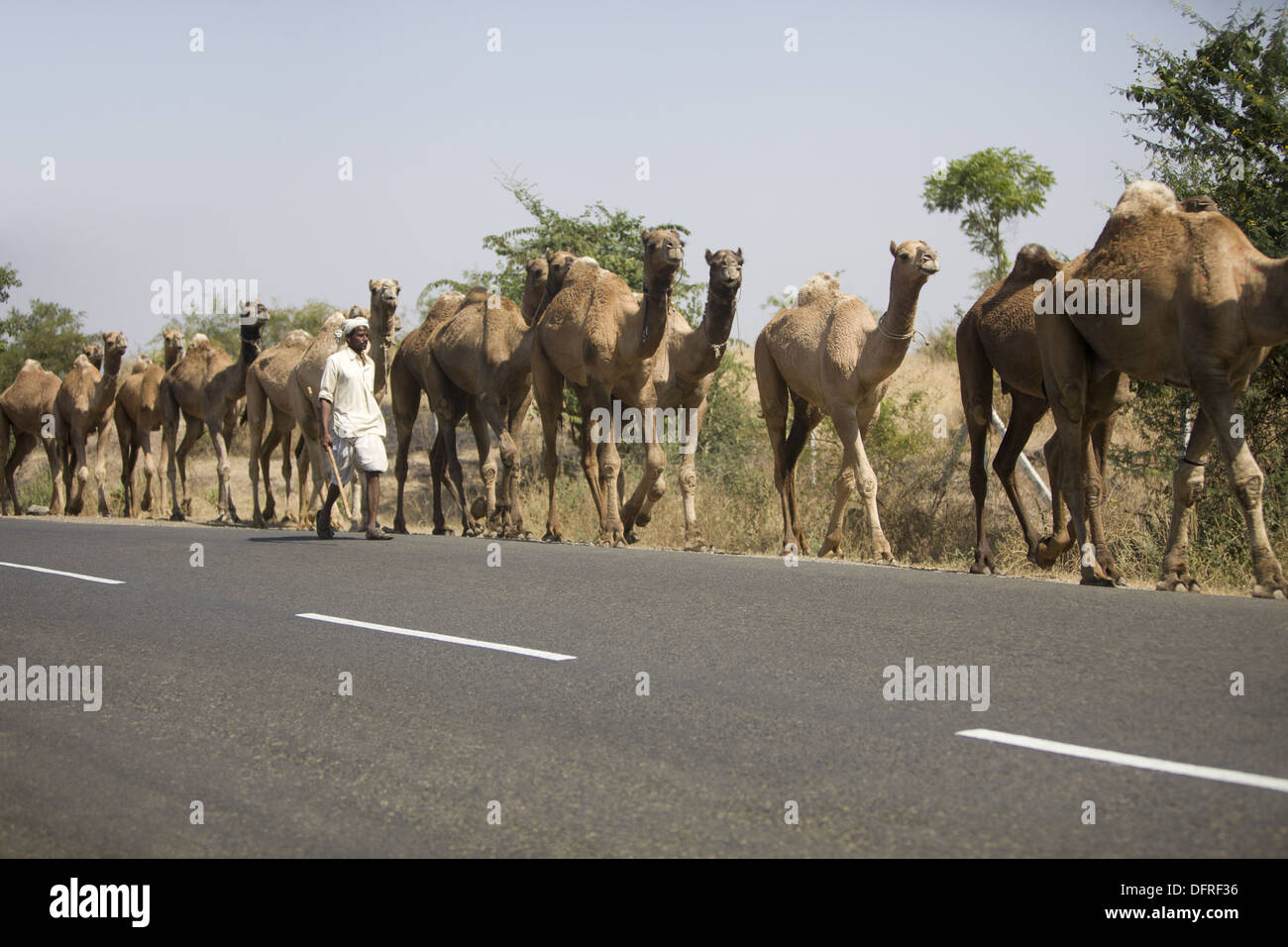 Camels walking on road hi-res stock photography and images - Alamy