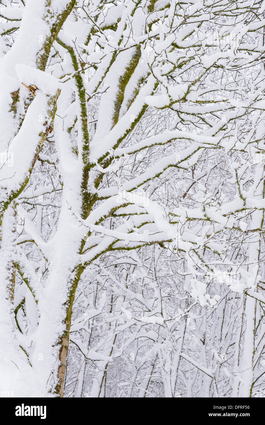 Scottish winter trees hi-res stock photography and images - Alamy