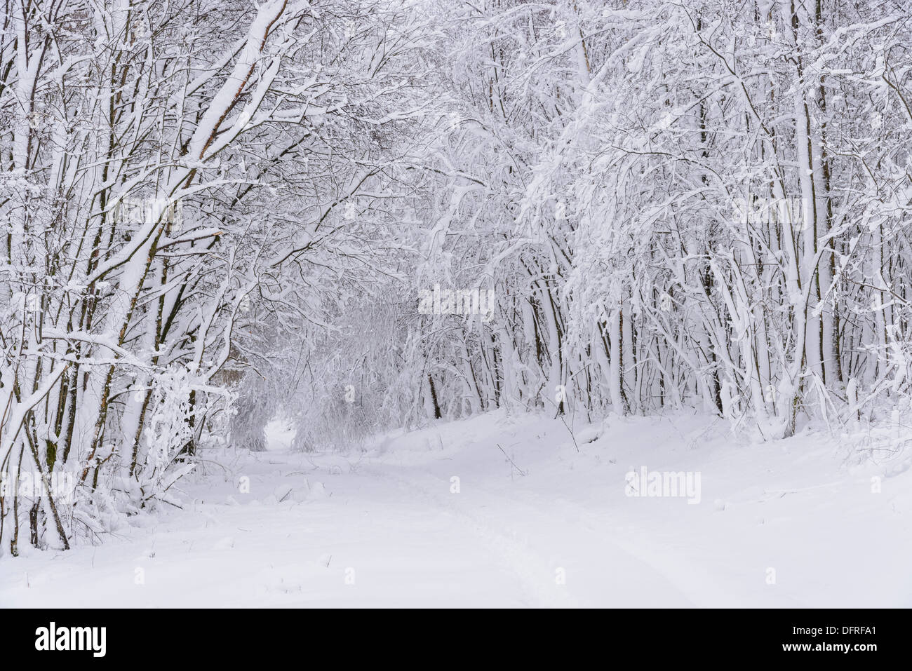 Lane through winter trees hi-res stock photography and images - Alamy