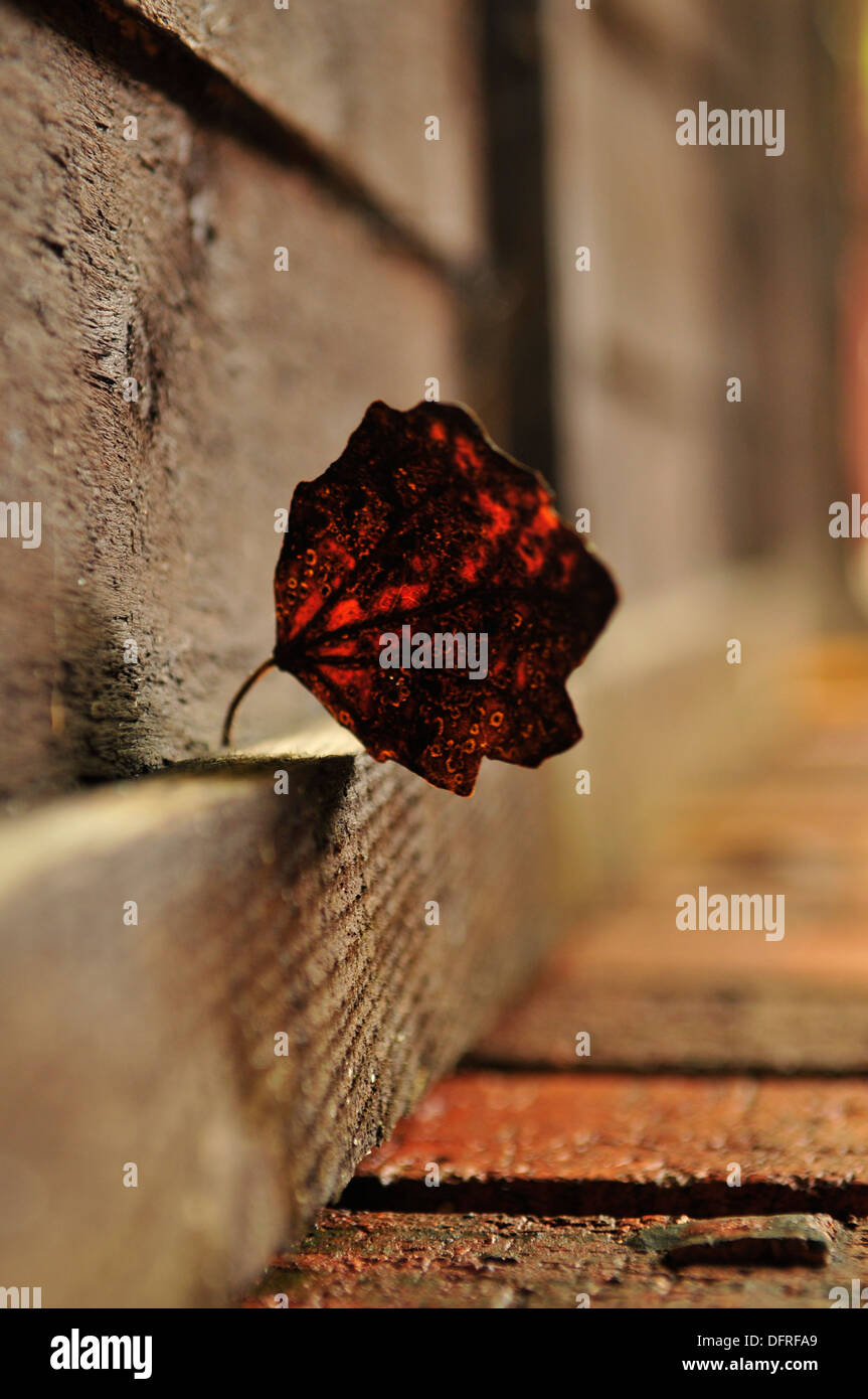 Single bricks hi-res stock photography and images - Alamy