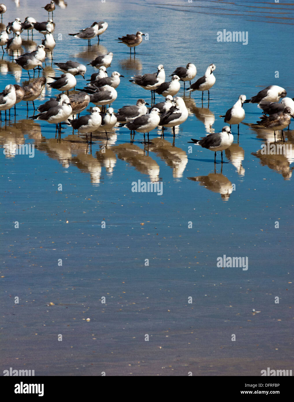 Flock of seagulls on beach hi-res stock photography and images - Alamy