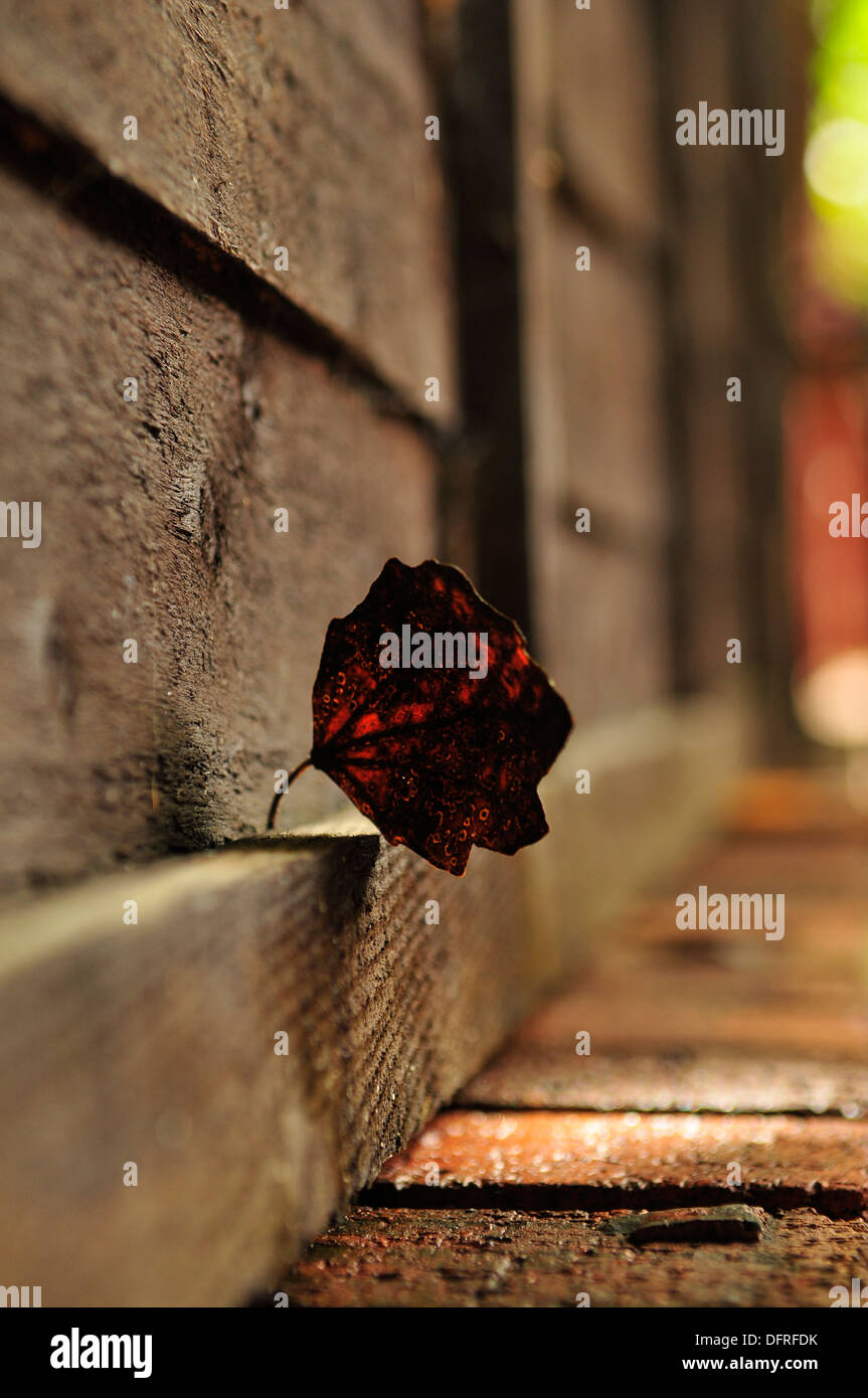 Single Leaf Still Life 2 Stock Photo - Alamy