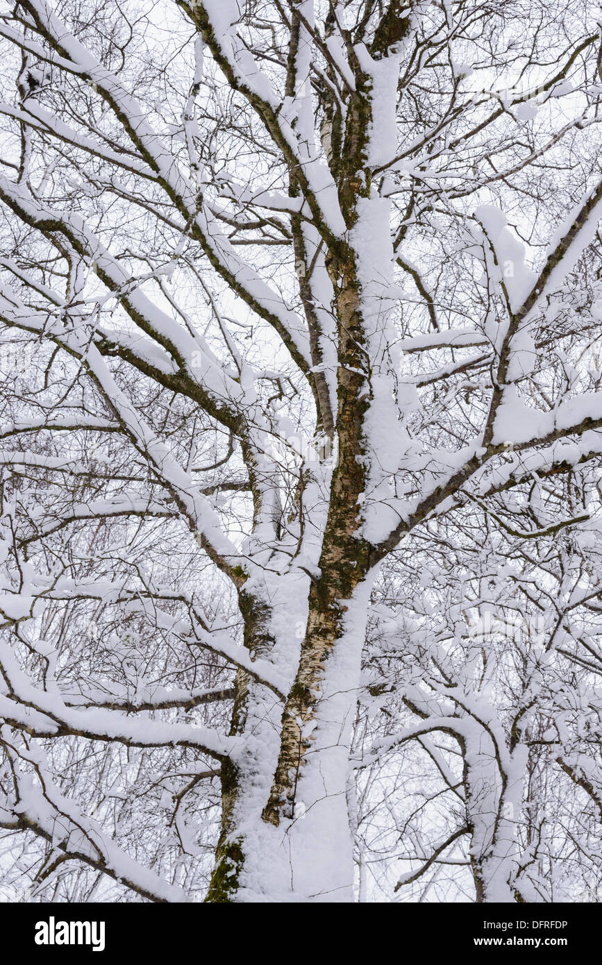 Silver birch covered in snow hi-res stock photography and images - Alamy