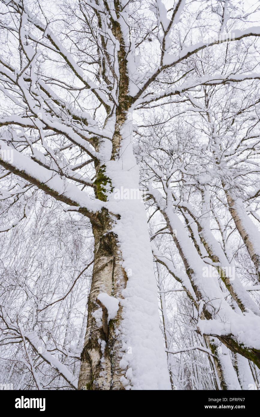 Silver Birch Trees In Winter High Resolution Stock Photography and ...