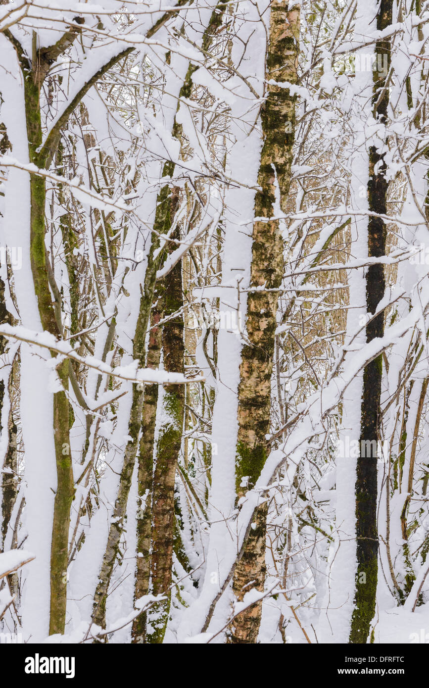 Birch trees snow hi-res stock photography and images - Alamy