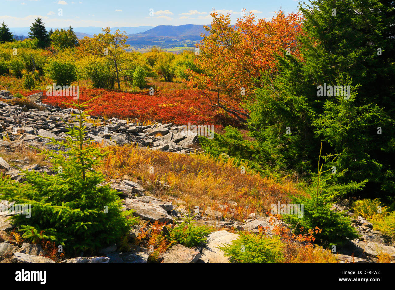 Canaan Valley, Harman Knob, Rocky Ridge Trail, Dolly Sods Wilderness ...