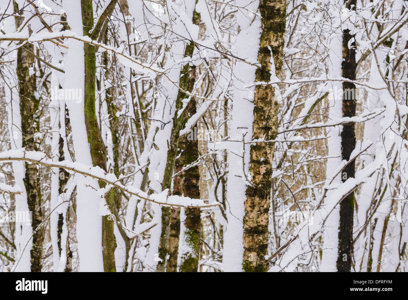 Birch trees snow hi-res stock photography and images - Alamy