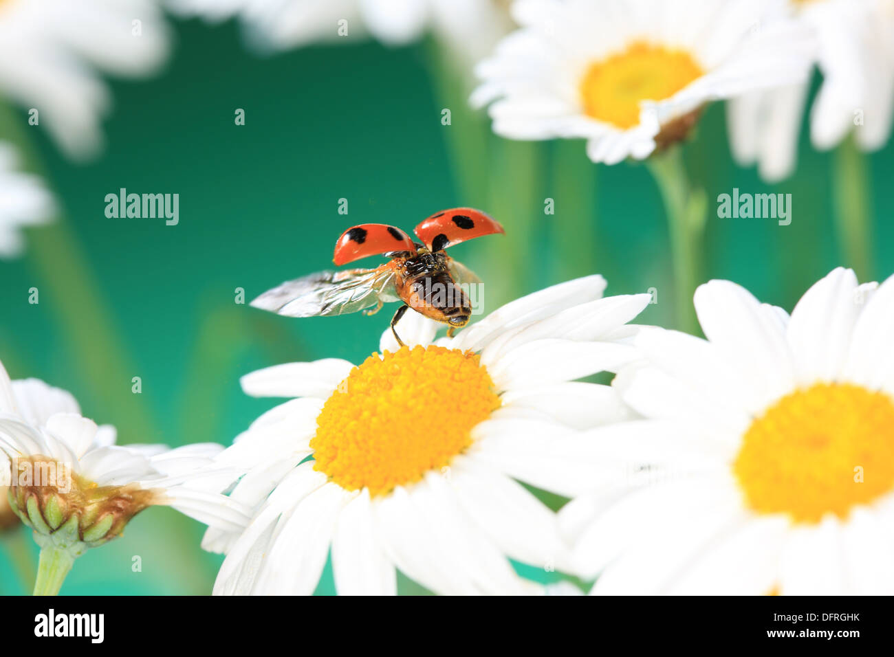 Ladybird flying from flower hi-res stock photography and images - Alamy