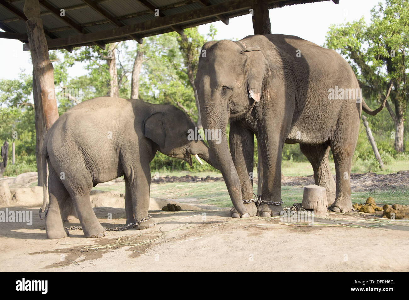 Adult elephant hi-res stock photography and images - Alamy