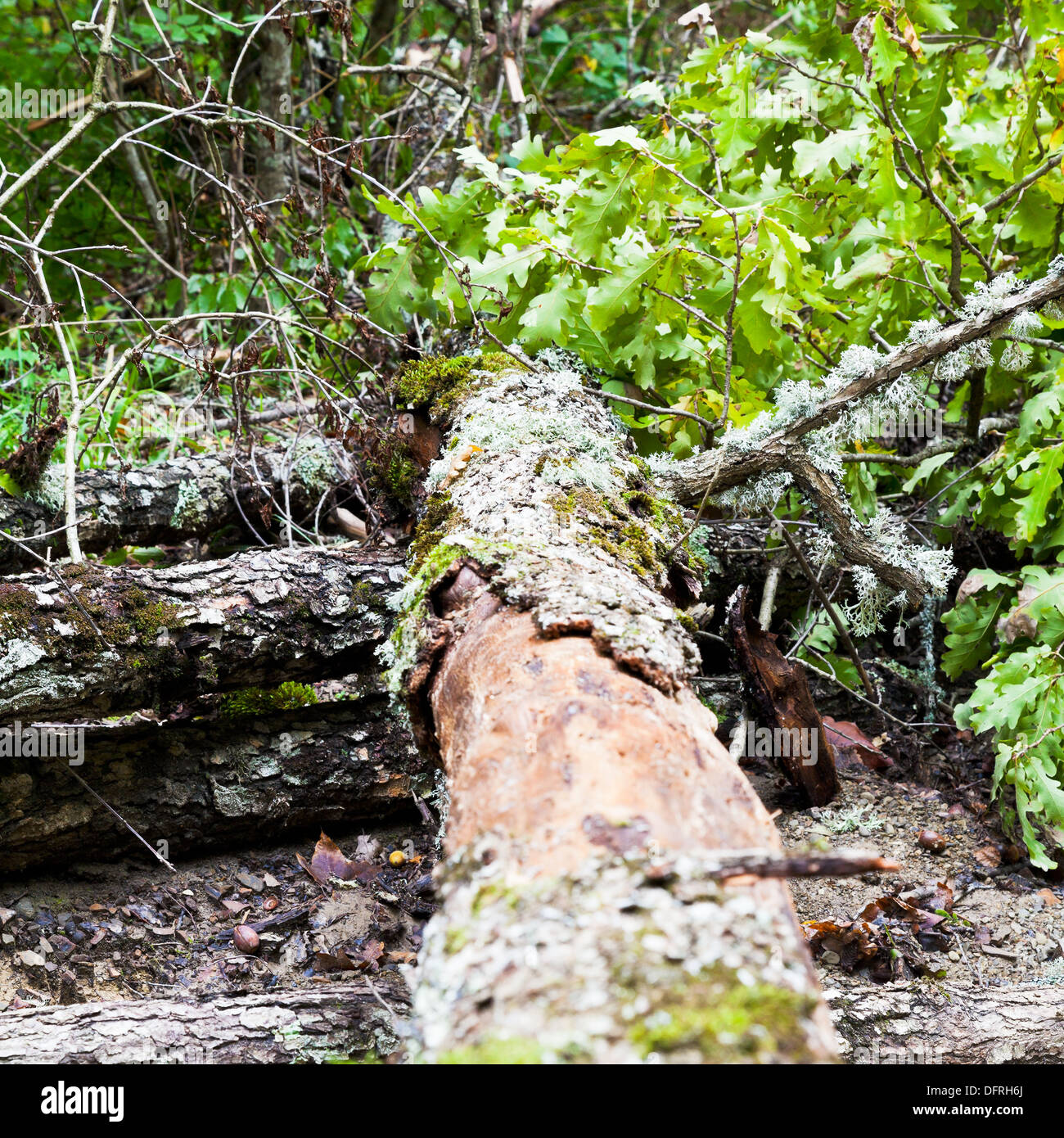 Tree fallen across road hi-res stock photography and images - Alamy