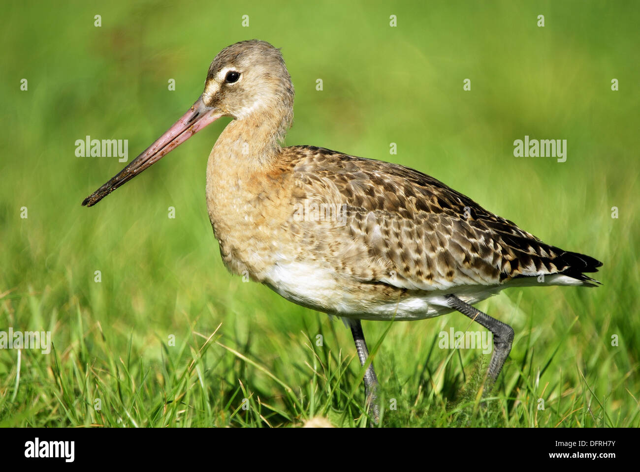 Black Tailed Godwit (Limosa limosa). Santoña marsh area, Cantabria ...
