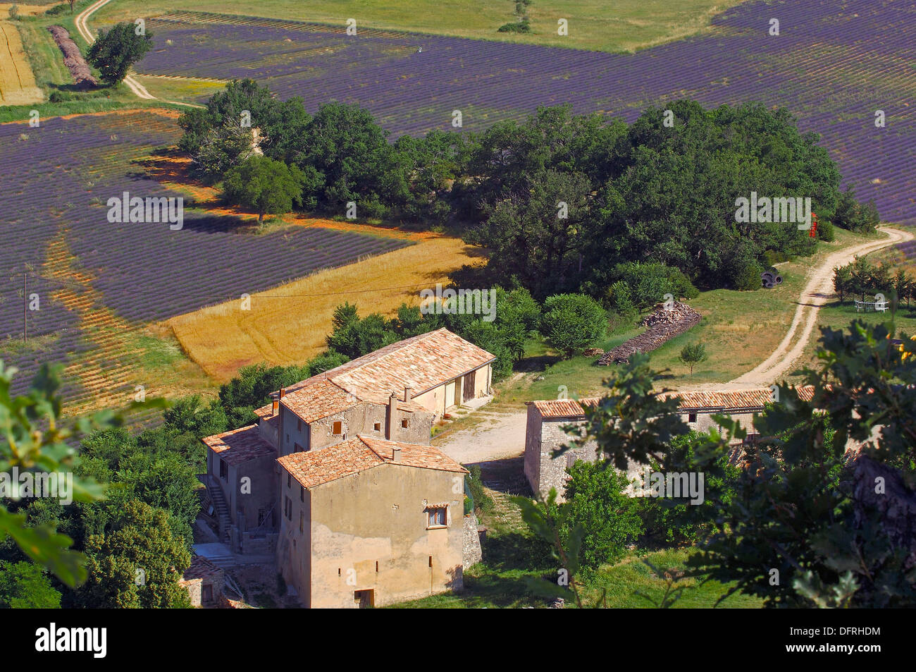 Lavender fields, Sault. Vaucluse, Alpes-de-Haute-Provence, France Stock ...