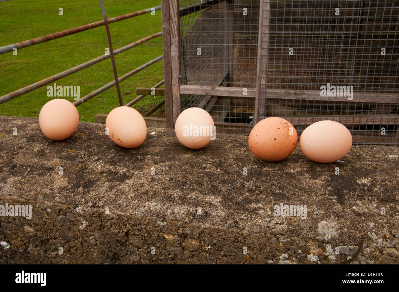 Five Fresh Eggs Stock Photo - Alamy
