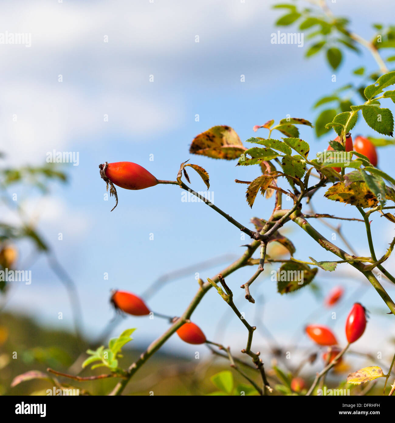 Haw fruits hi-res stock photography and images - Alamy