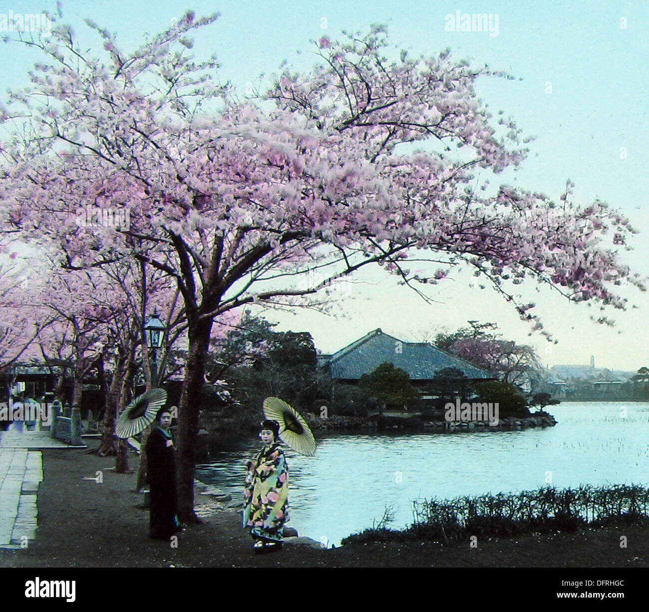Japan - Cherry Blossom Ueno Tokyo early 1900s Stock Photo - Alamy