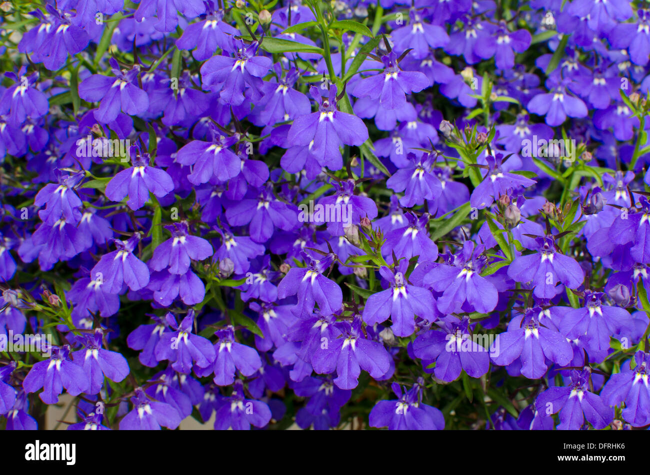 Blue lobelia plant hi-res stock photography and images - Alamy