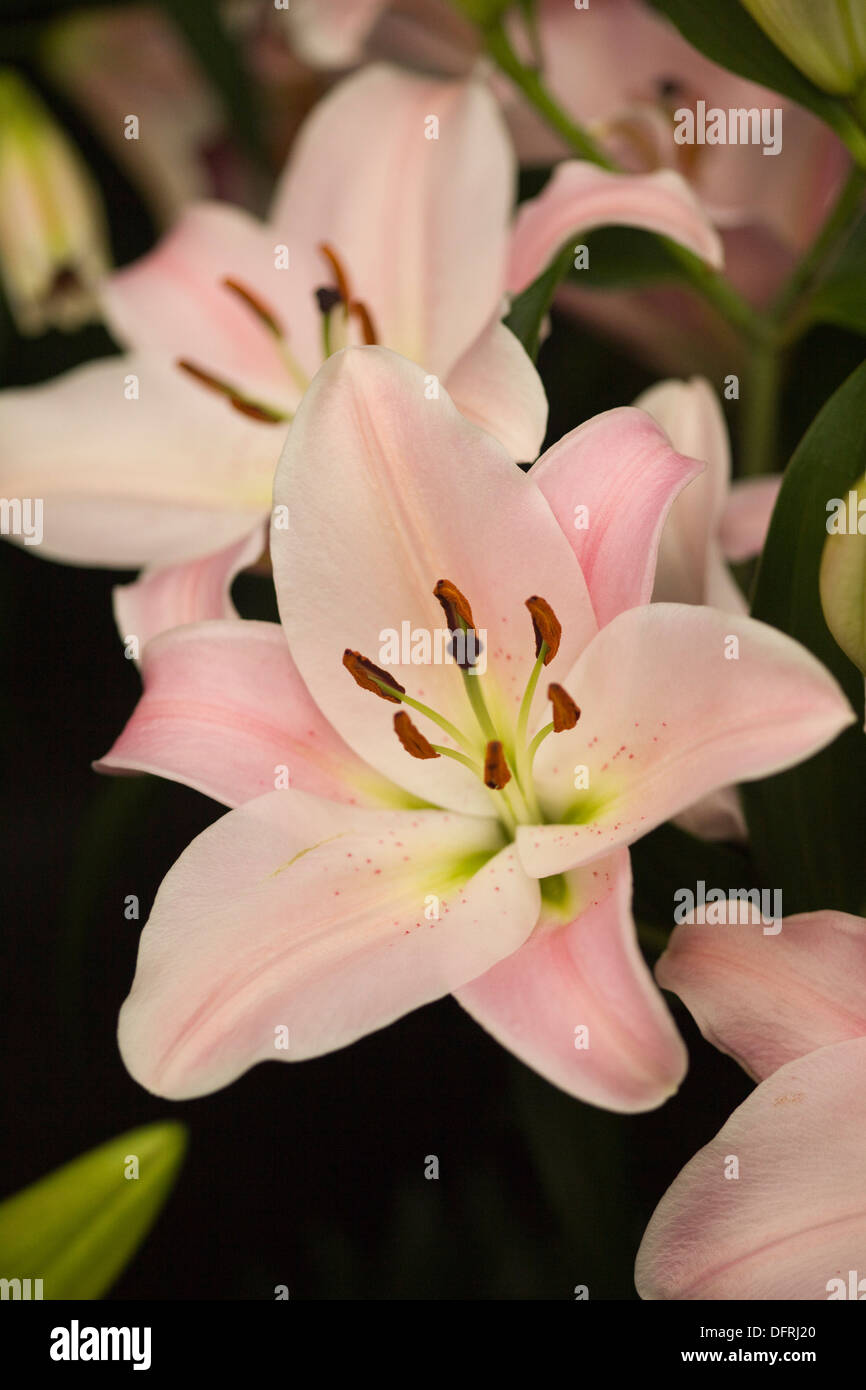 Lilium hybrid hi-res stock photography and images - Alamy