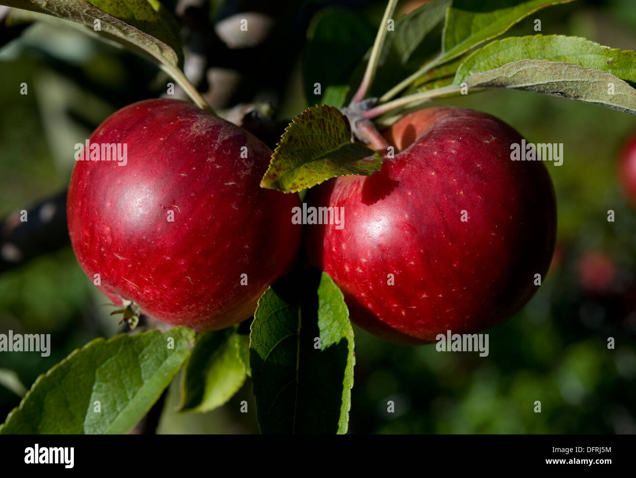 Worcester Pearmain Apples High Resolution Stock Photography and Images ...