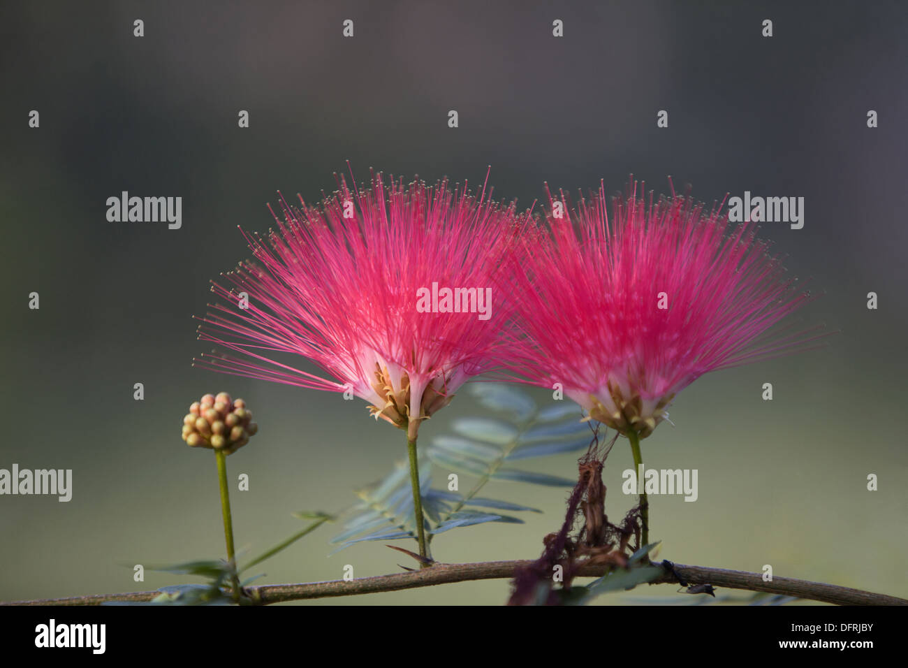 Calliandra plant hi-res stock photography and images - Alamy