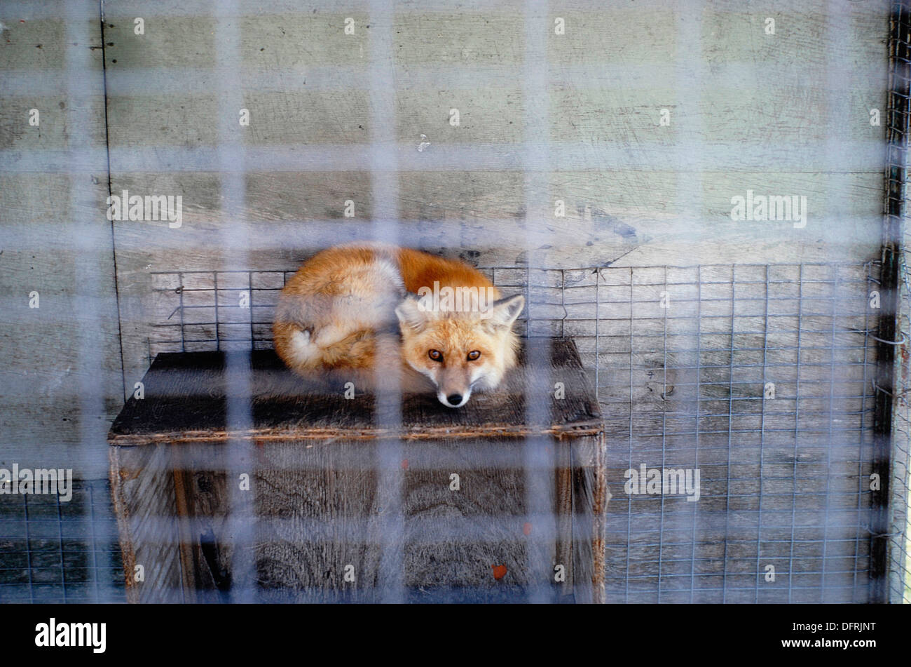 Zoo animals cage hi-res stock photography and images - Alamy
