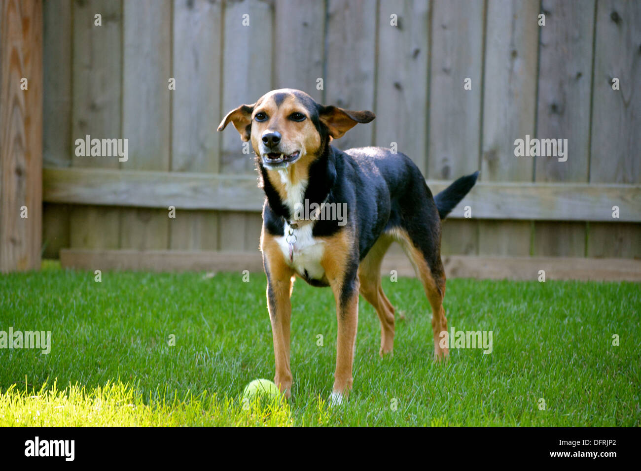 Meagle - Min-Pin Beagle Mixed Breed Dog Stock Photo - Alamy
