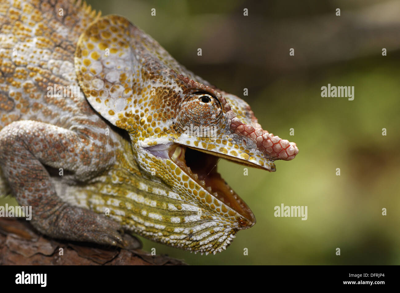 Elephant Eared Chameleon Stock Photos & Elephant Eared Chameleon Stock ...