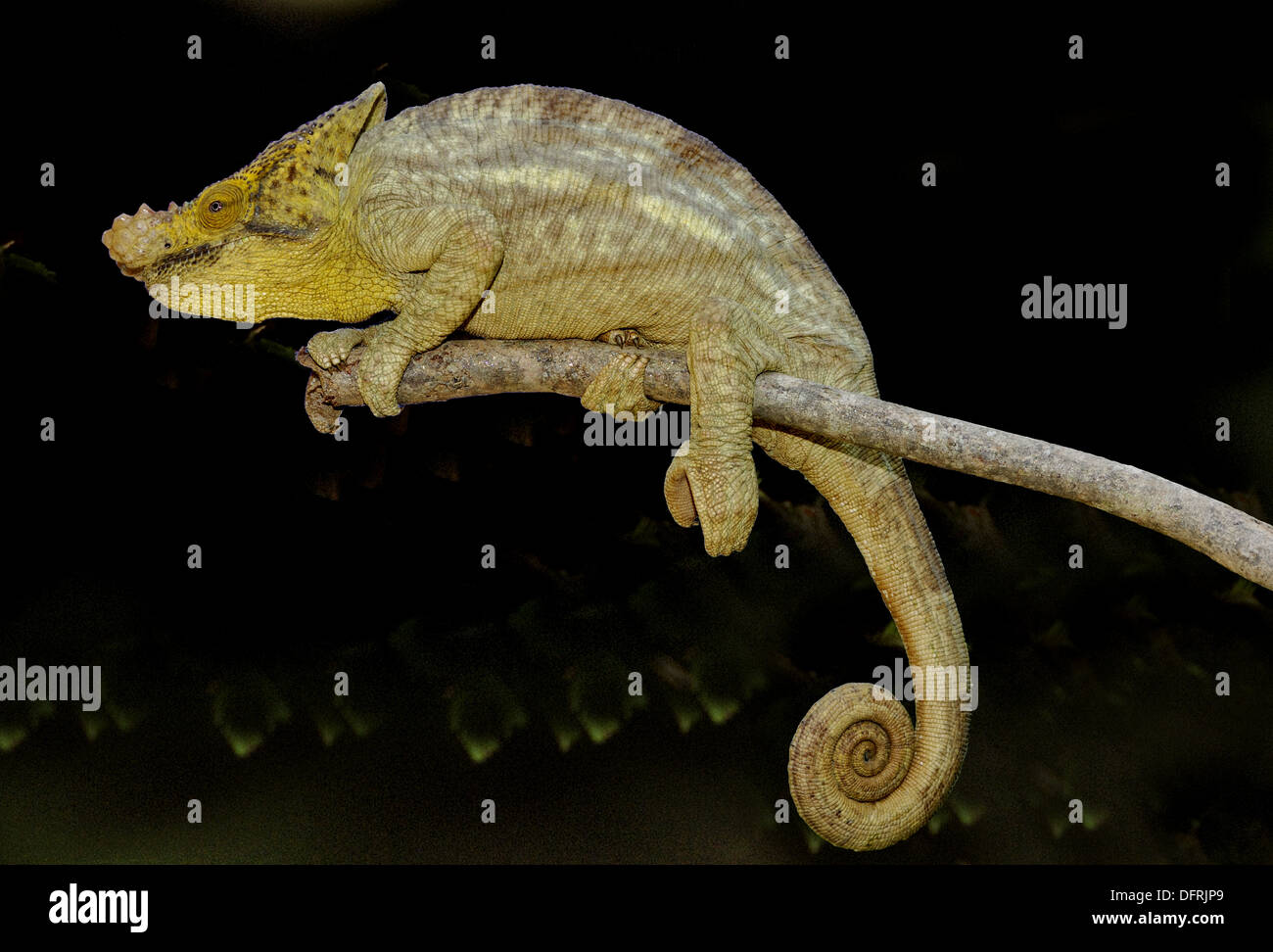 Giant chameleons hi-res stock photography and images - Alamy