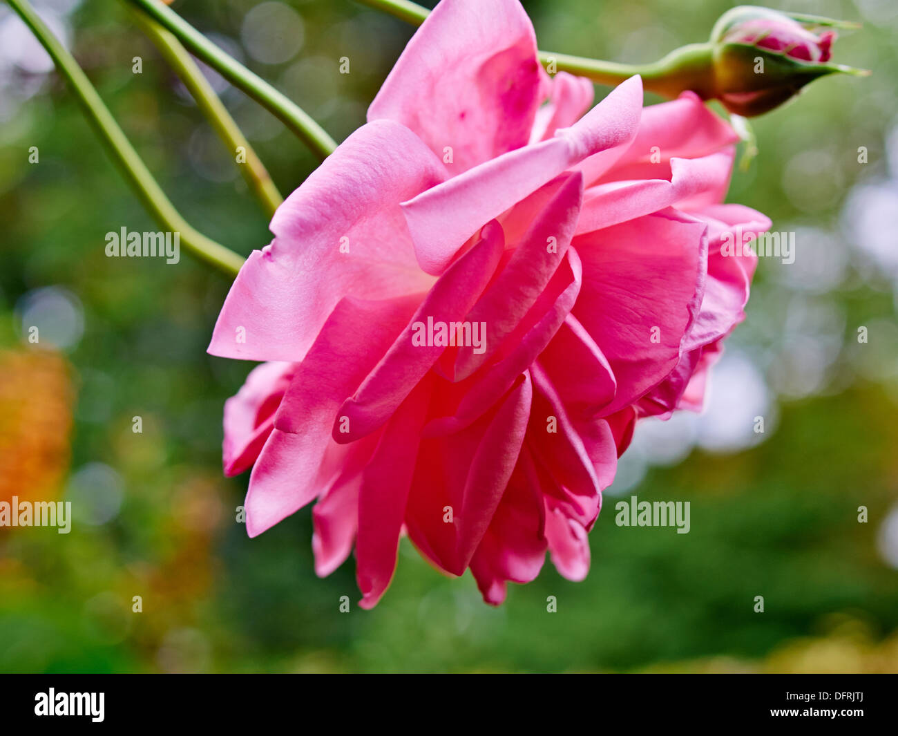 Pink roses flowering in my garden during autumn Stock Photo - Alamy