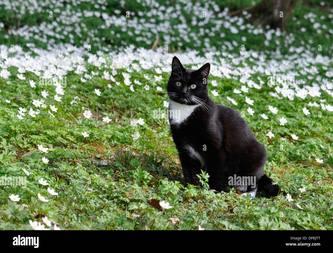 Black and white cat pet hi-res stock photography and images - Alamy