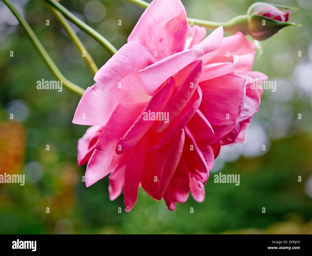 Pink roses flowering in my garden during autumn Stock Photo - Alamy