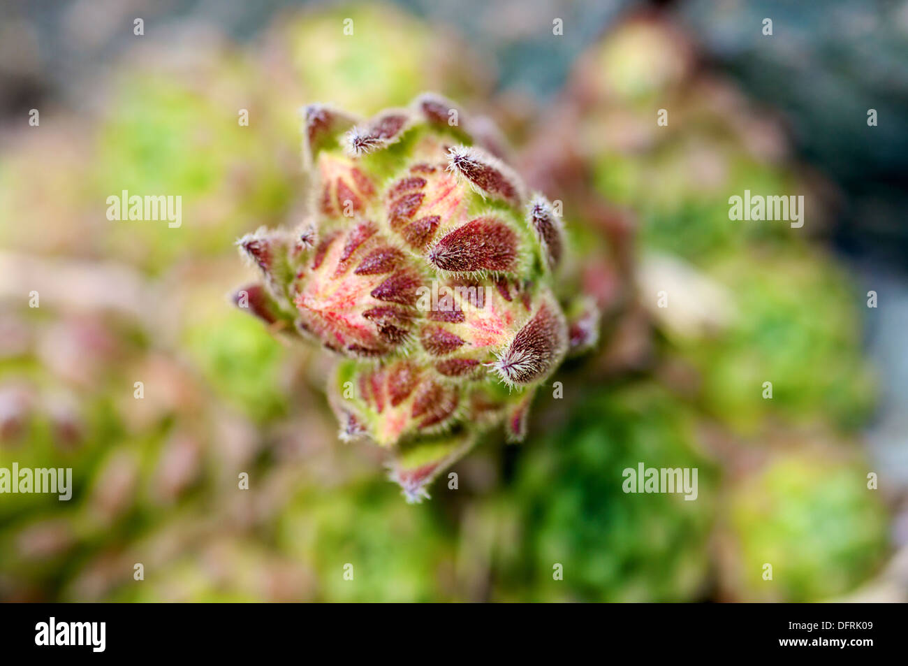 foreground of a mountain flower, named Sempervivum montanum, Canal Roya ...
