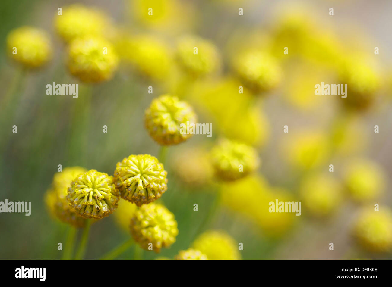 group of small yellow flowers, Zaragoza Province, Aragon, Spain Stock ...