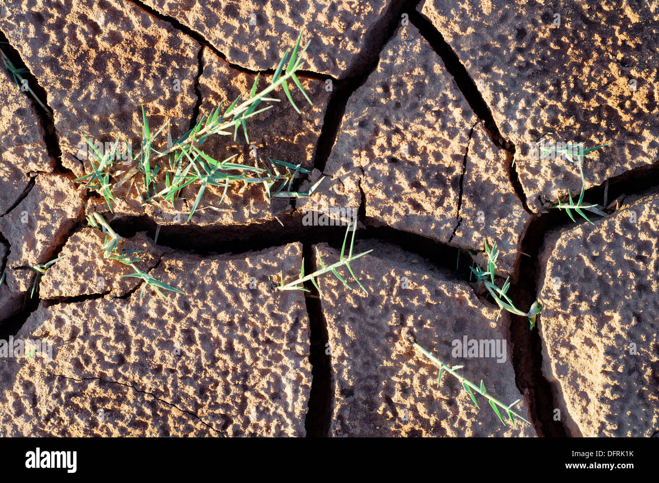 Backdrop of cracks in mud hi-res stock photography and images - Alamy