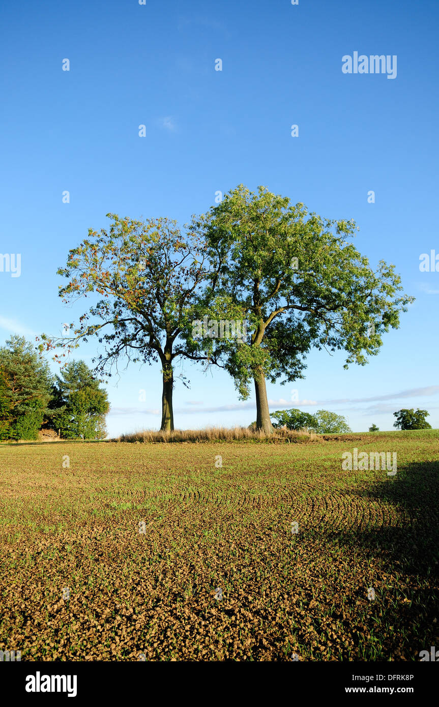 Notts,08th October 2013.Two Ash Trees side by side one on the left appears to be showing signs ...