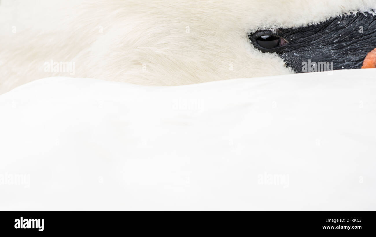 A Mute Swan, keeping an eye out for danger while resting Stock Photo ...