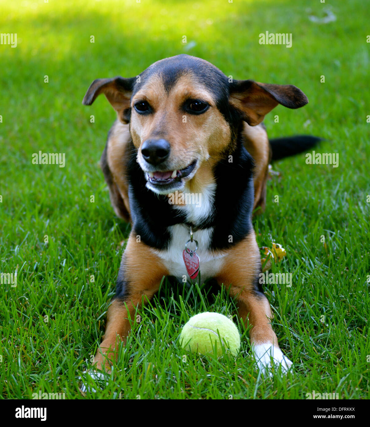 Miniature pinscher beagle hi-res stock photography and images - Alamy
