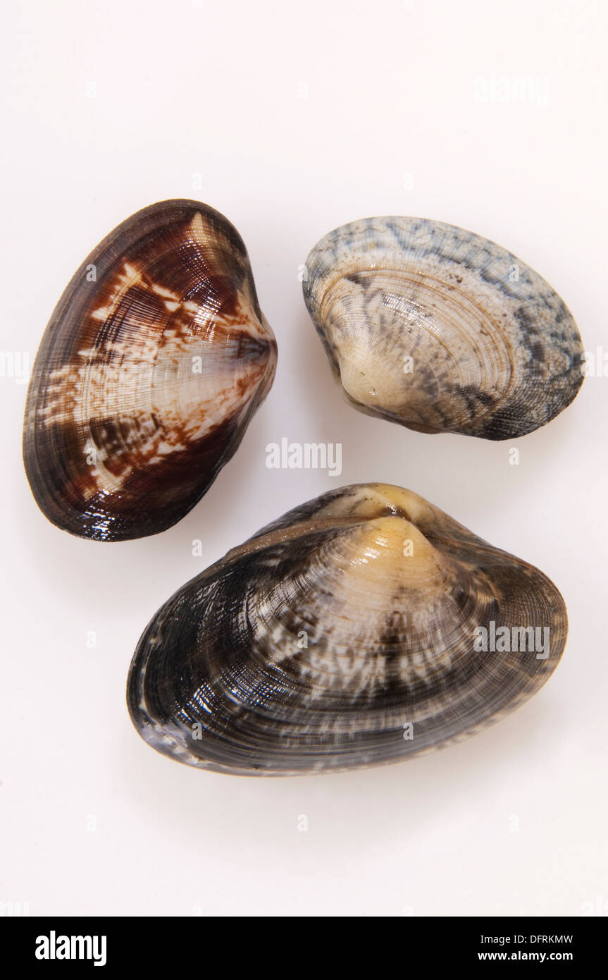 Clam chow hi-res stock photography and images - Alamy
