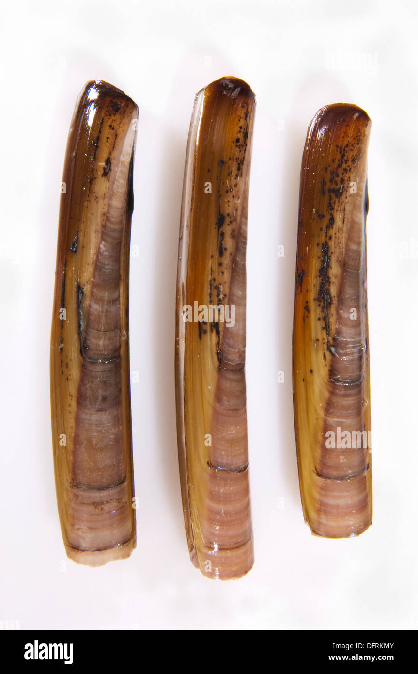 Still life fruit shell fish hi-res stock photography and images - Alamy