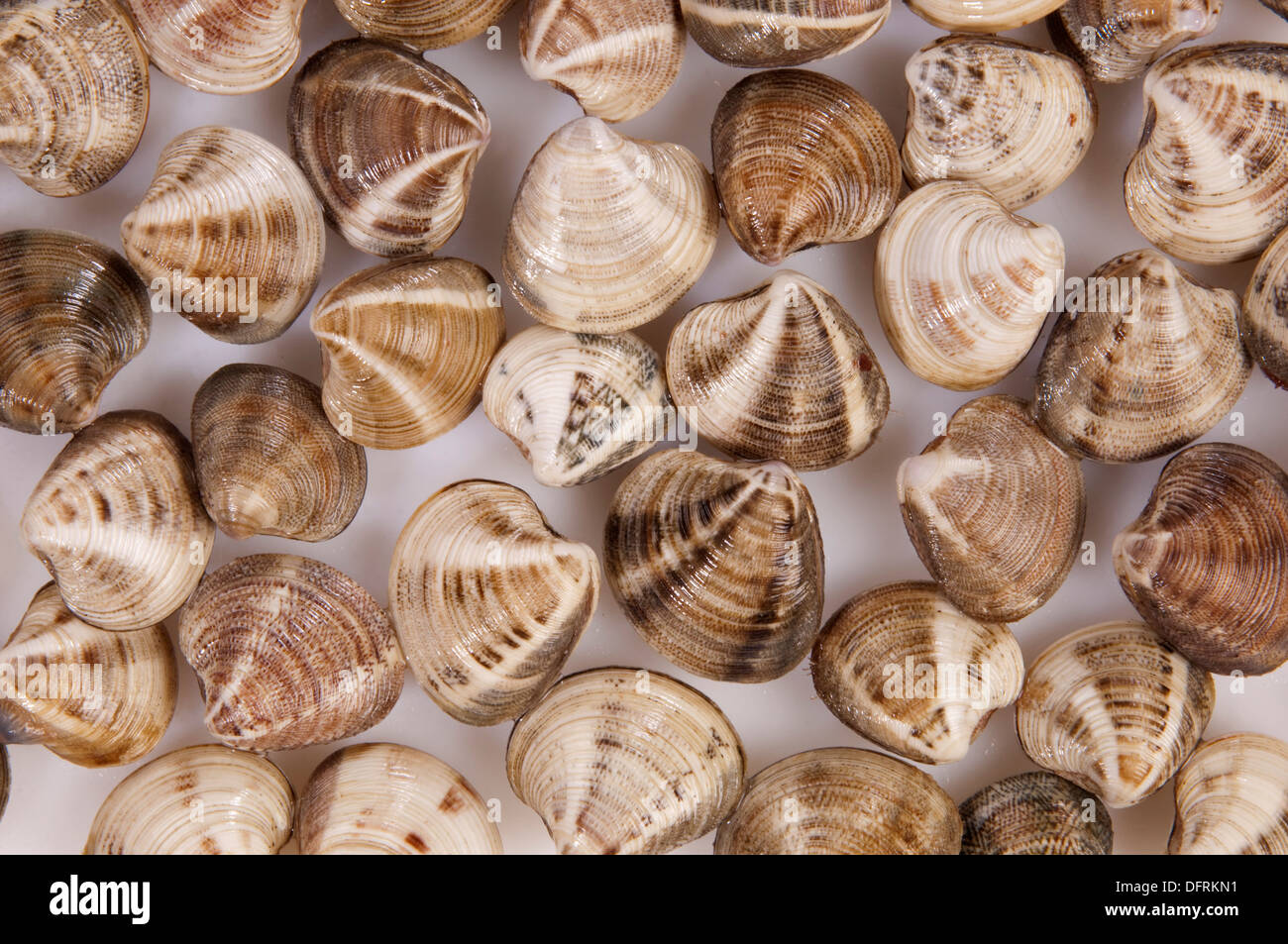 Sea Venus Clam Mollusc Shell High Resolution Stock Photography and ...