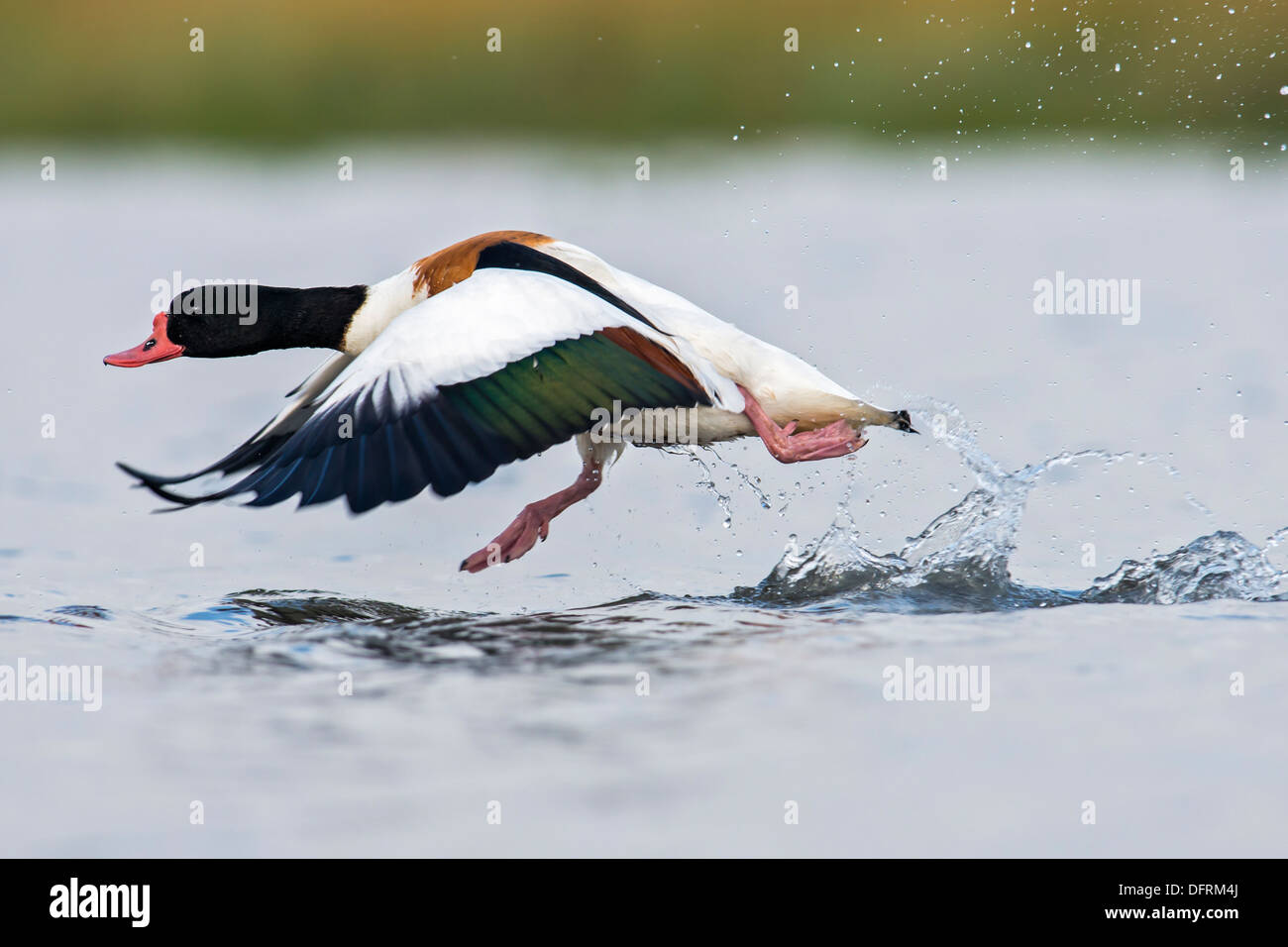 Shelduck, running across water surface to aid takeoff Stock Photo - Alamy