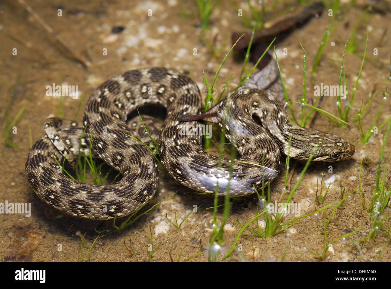 Water snake natrix maura spain hi-res stock photography and images - Alamy