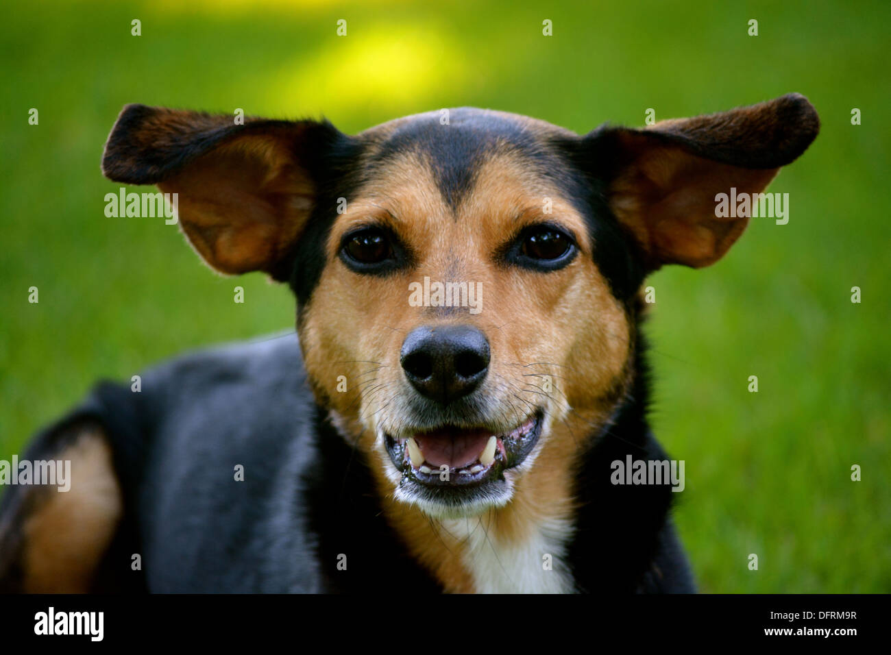 Miniature pinscher beagle hi-res stock photography and images - Alamy