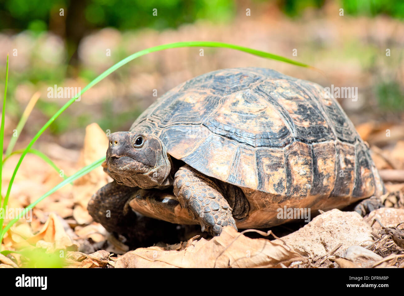 Adult turtle hi-res stock photography and images - Alamy