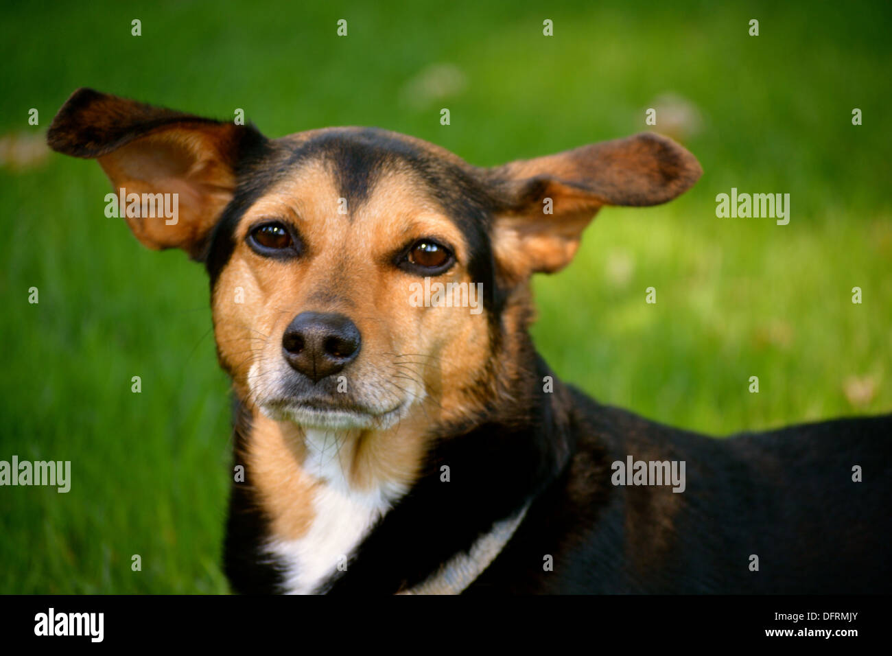 Miniature pinscher beagle hi-res stock photography and images - Alamy