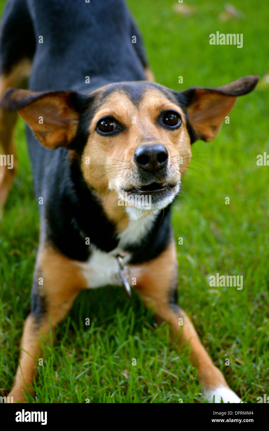 Meagle min pin beagle mixed breed hi-res stock photography and images ...