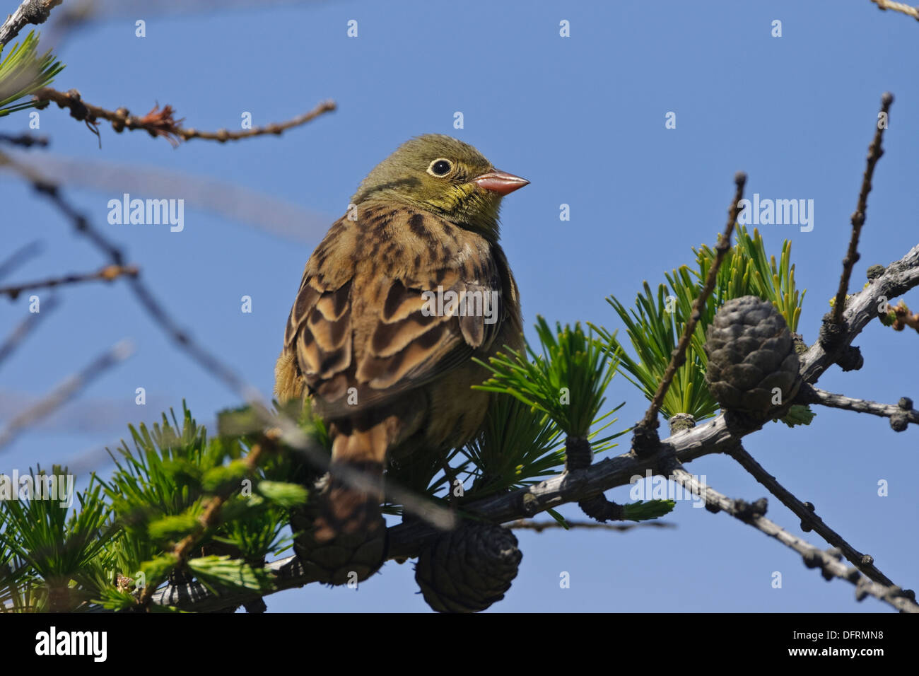 Ortolan buntings hi-res stock photography and images - Alamy