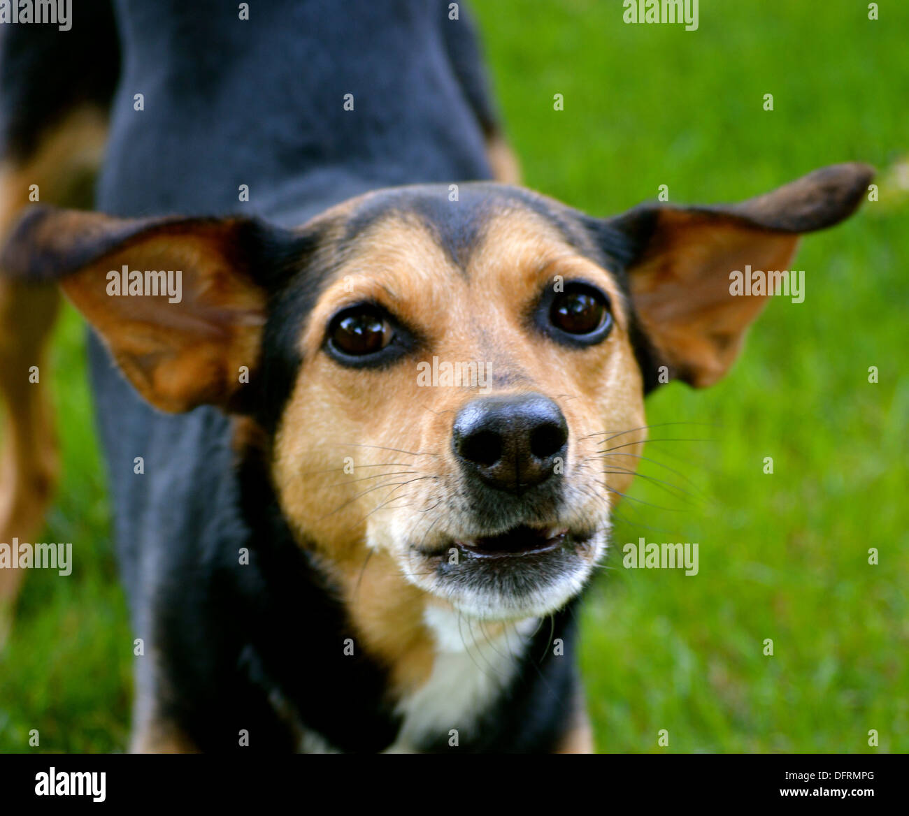 Miniature pinscher beagle hi-res stock photography and images - Alamy