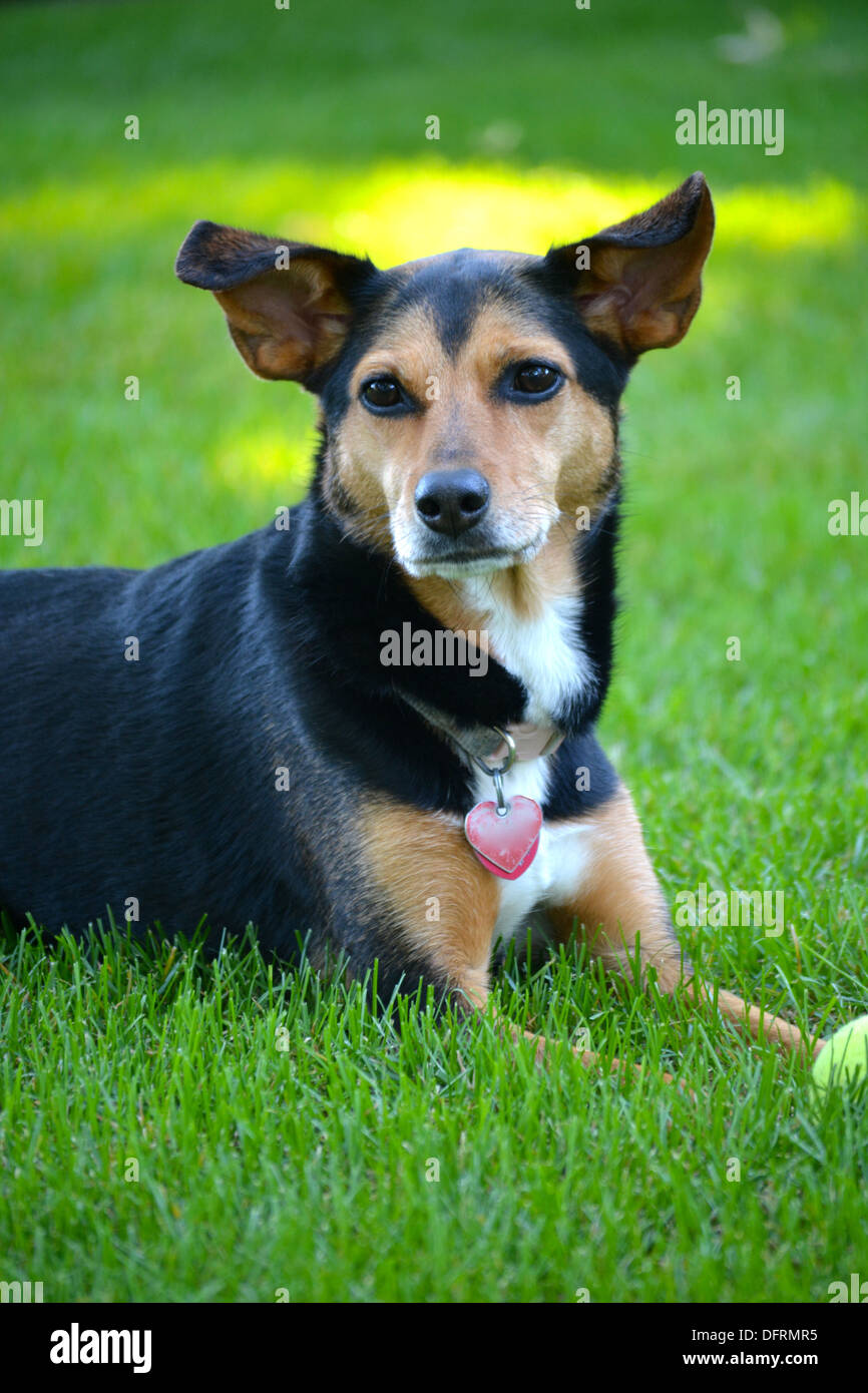 Meagle min pin beagle mixed breed hi-res stock photography and images ...